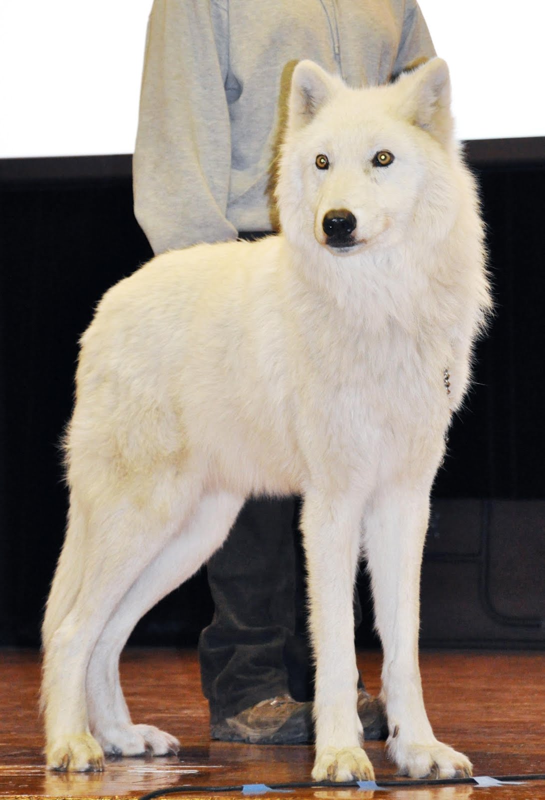 White Wolf : Wildlife Society brings Arctic wolf to campus