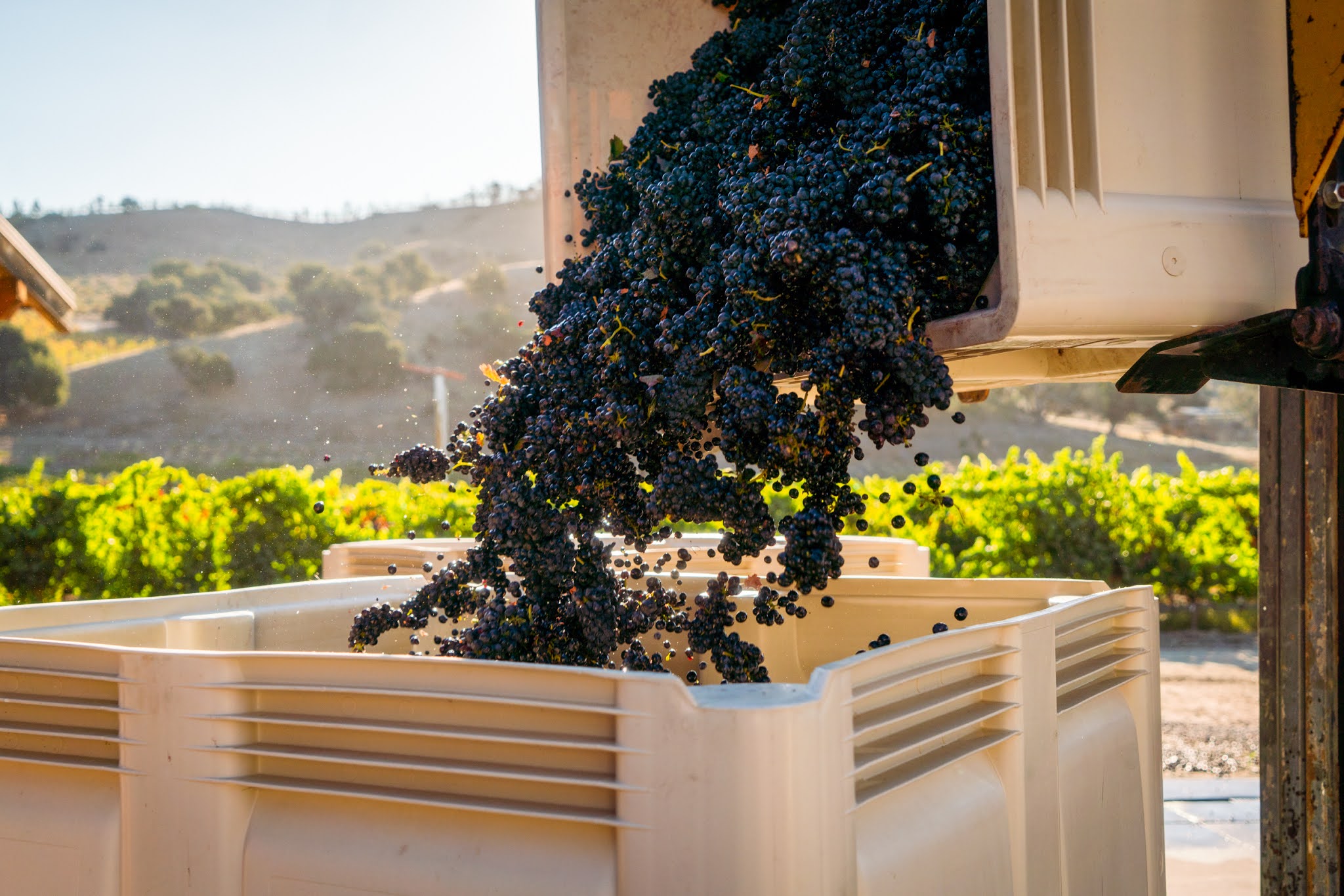 The Wine Write: A Conversation With Vigneron Alice Anderson of âmevive Wine