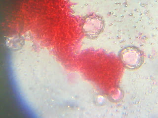 IBG: IBG 102 LAB REPORT