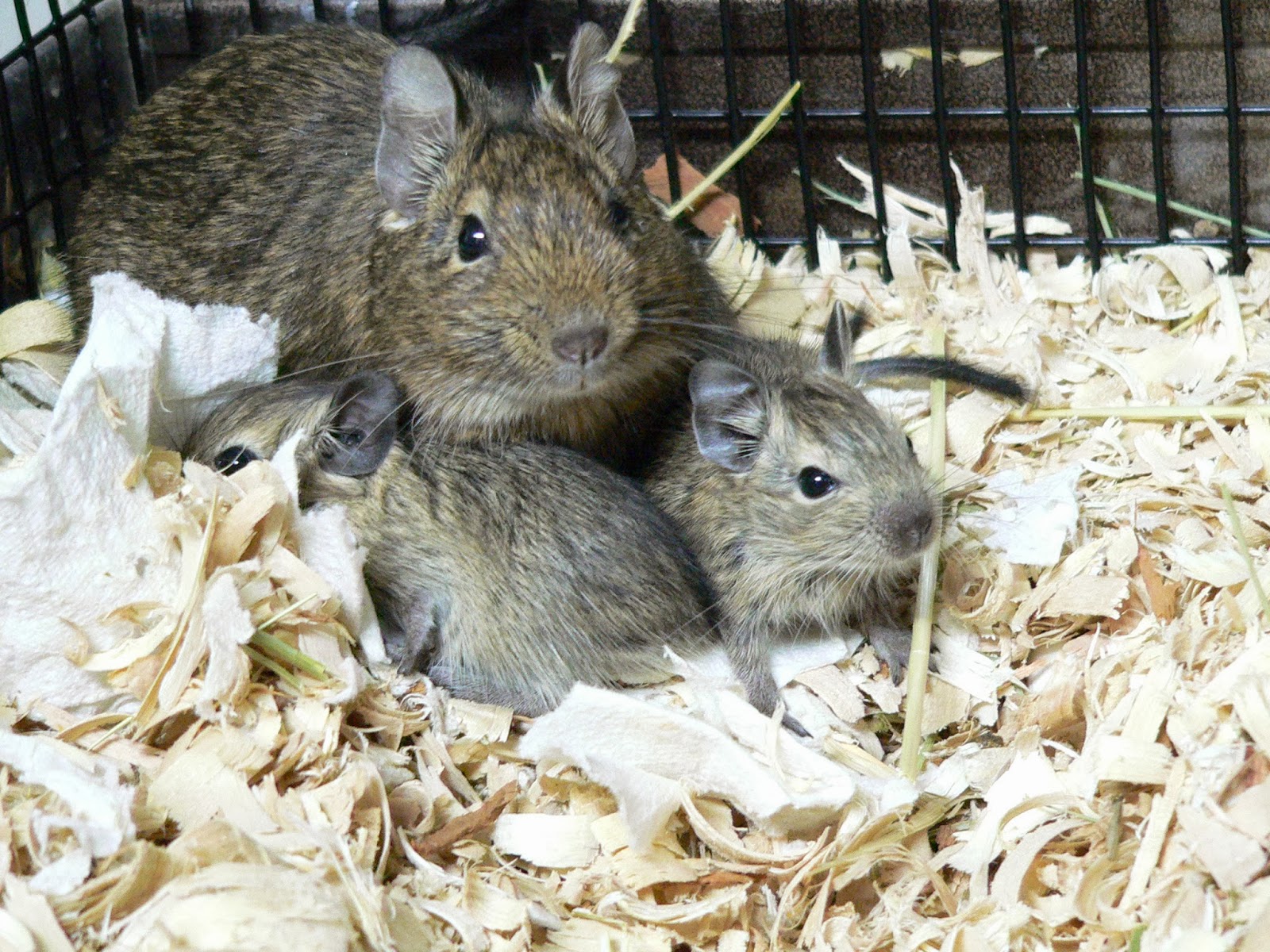 For the Love of Animals: Experiences of an animal enthusiast