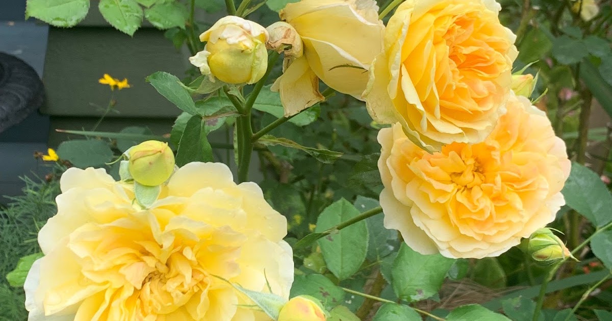 hostess of the humble bungalow: Roses and reading...