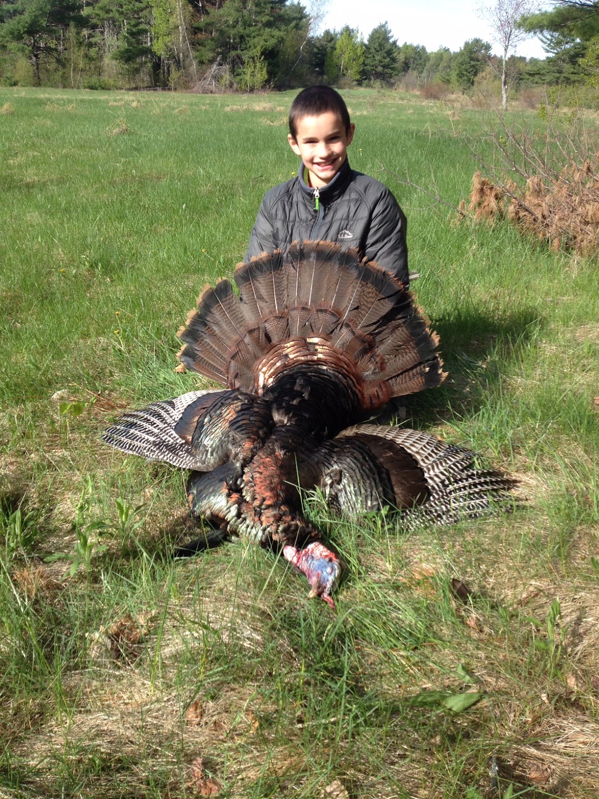 The Maine Outdoorsman: Turkeys in Central Maine as Thick as the Ticks!