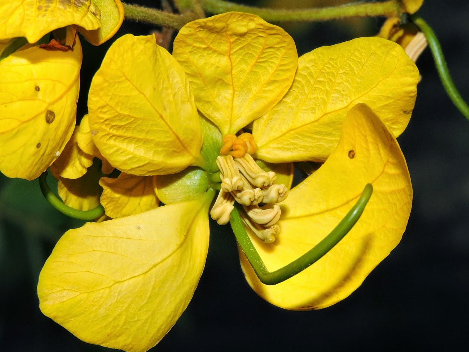 Fabaceae - Leguminosae no Brasil: Fabaceae - Senna spectabilis (DC.) H ...