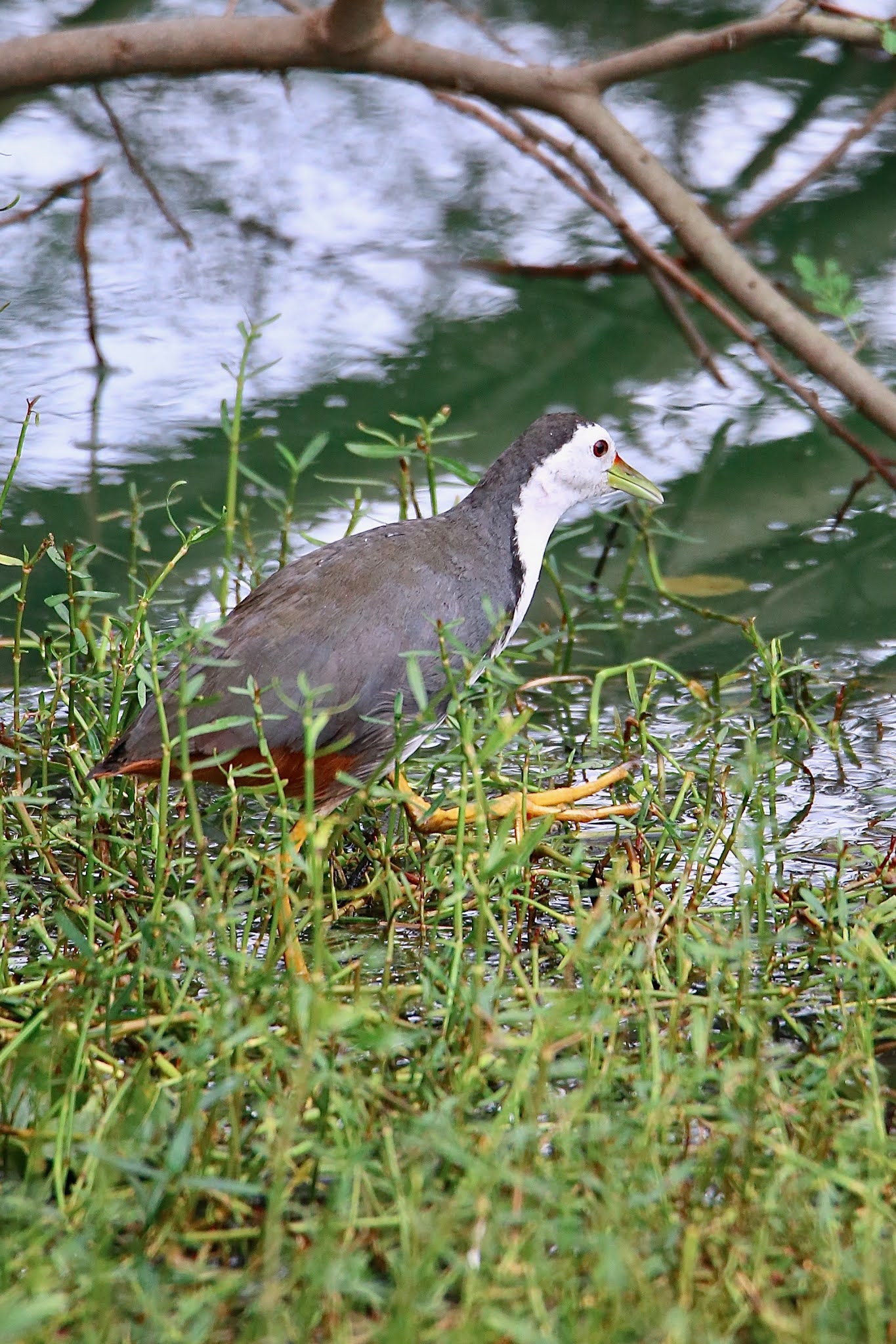 The Bold White Breasted Waterhen