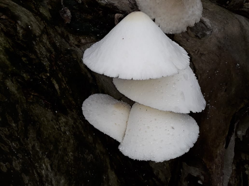 Basic types of fungal nutrition (FOR UG/PG STUDENTS)