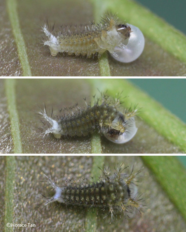 RAJA KUPU KUPU: the Common Jay (Graphium doson evemonides)