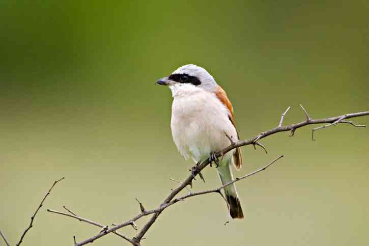 33 Jenis Burung Cendet di Seluruh Dunia Lengkap dengan Gambarnya ...
