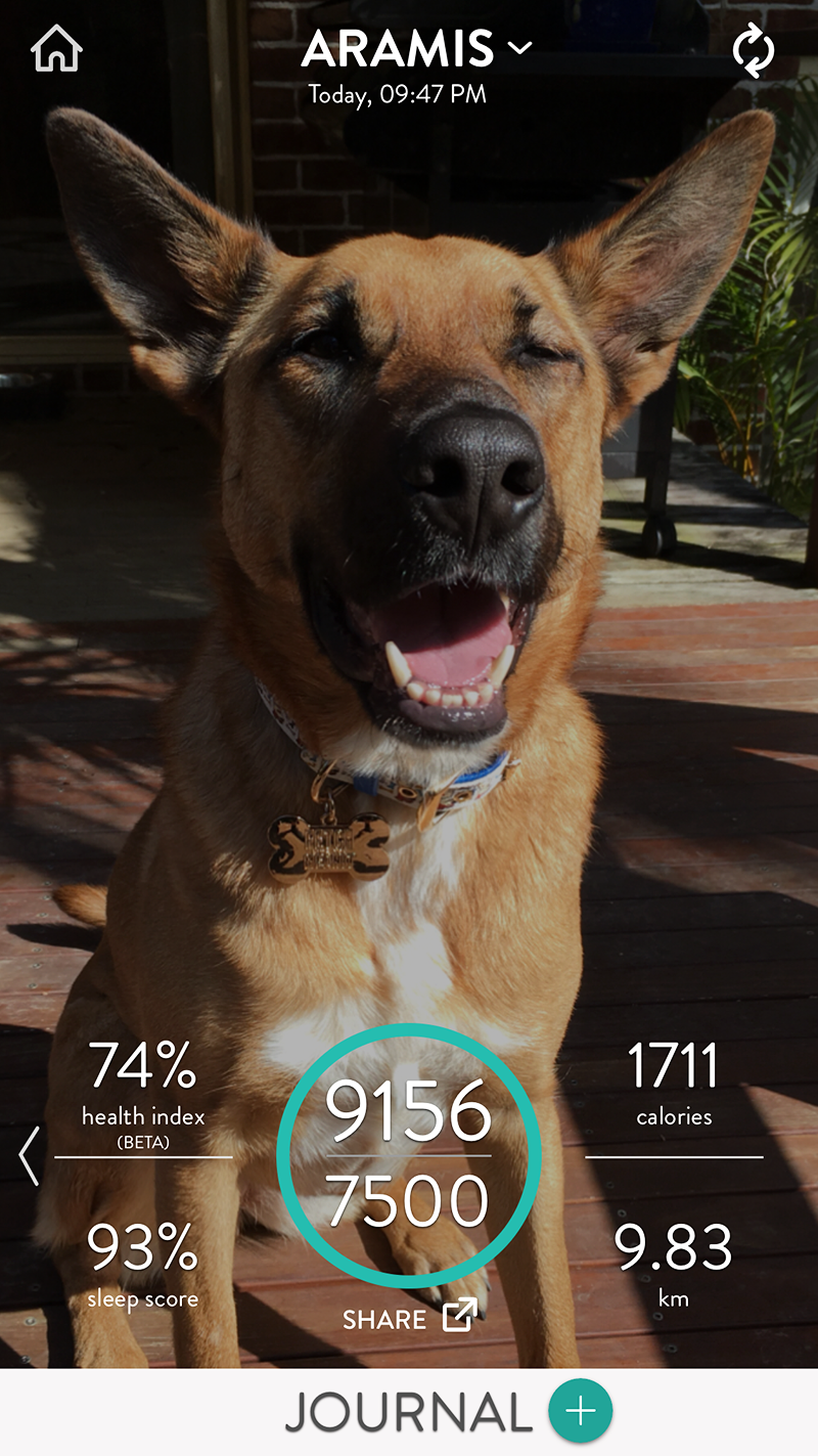 FitBark Dog Activity Monitor | Australian Dog Lover