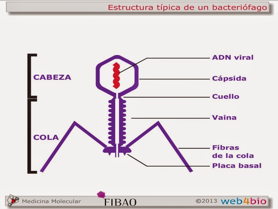 Enfermedades y Virus ADSO 4178: Virus Bacteríófago - infecta bacterias