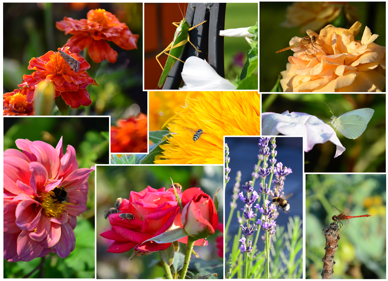 Larysa's Studio: коллаж "Летнее настроение."