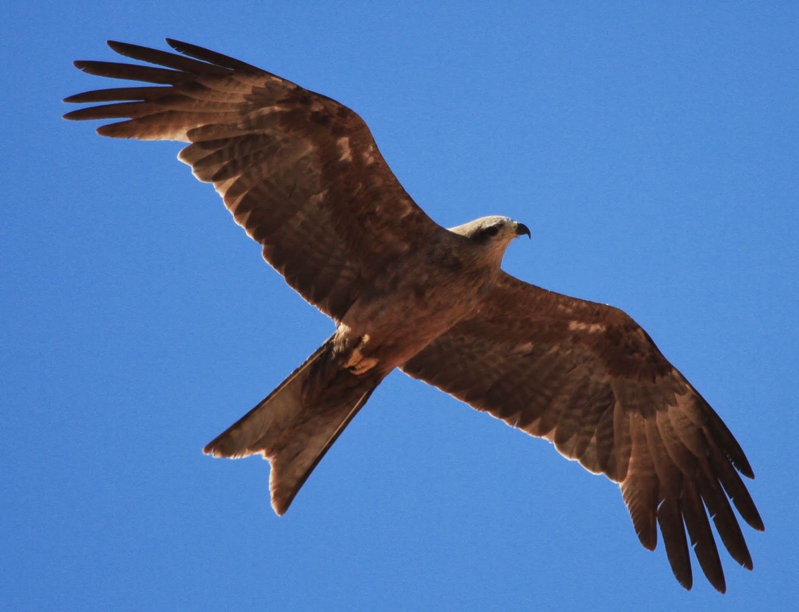 Richard Waring's Birds of Australia: Bird photos from Docker River to ...
