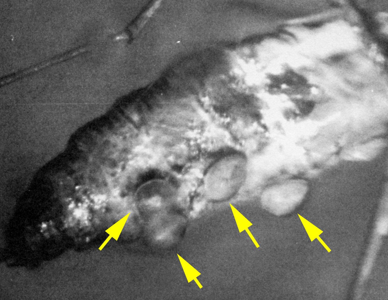 LAND OF THE DEAD: PARASITES, POOP, AND PALEONTOLOGY