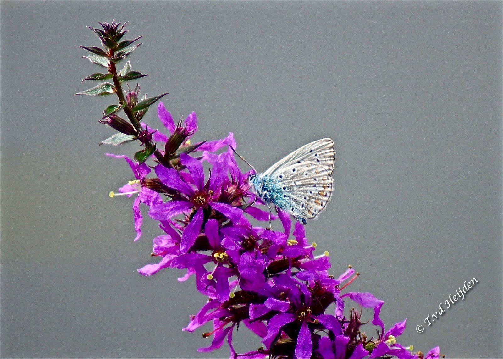 Theo’s Natuur Momenten: DE INSECTEN VAN HET KEMPEN~BROEK