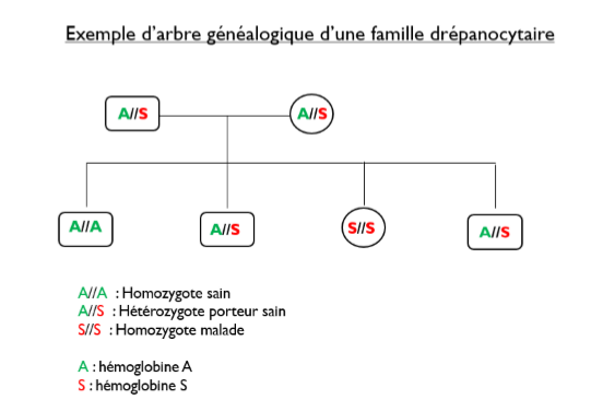 La Drépanocytose: Transmission