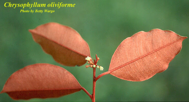 PLANT FAMILIES OF PUERTO RICO AND FLORIDA PAPO VIVES: SAPOTACEAE ...