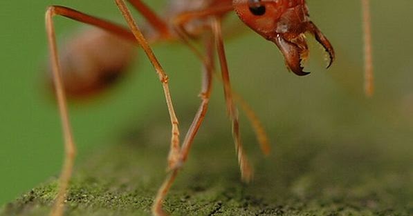 Ant facts ~ SUPERB LEARNING DESTINATION InoCent