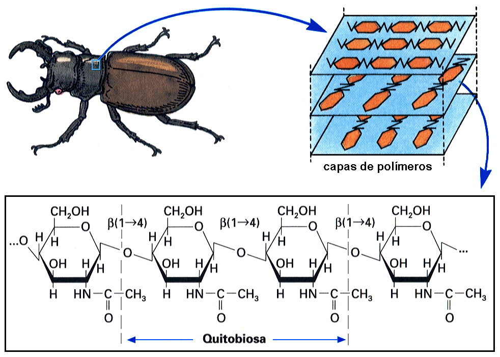 Mundo da Bioquímica (blog sobre bioquímica): Hidratos de carbono ...