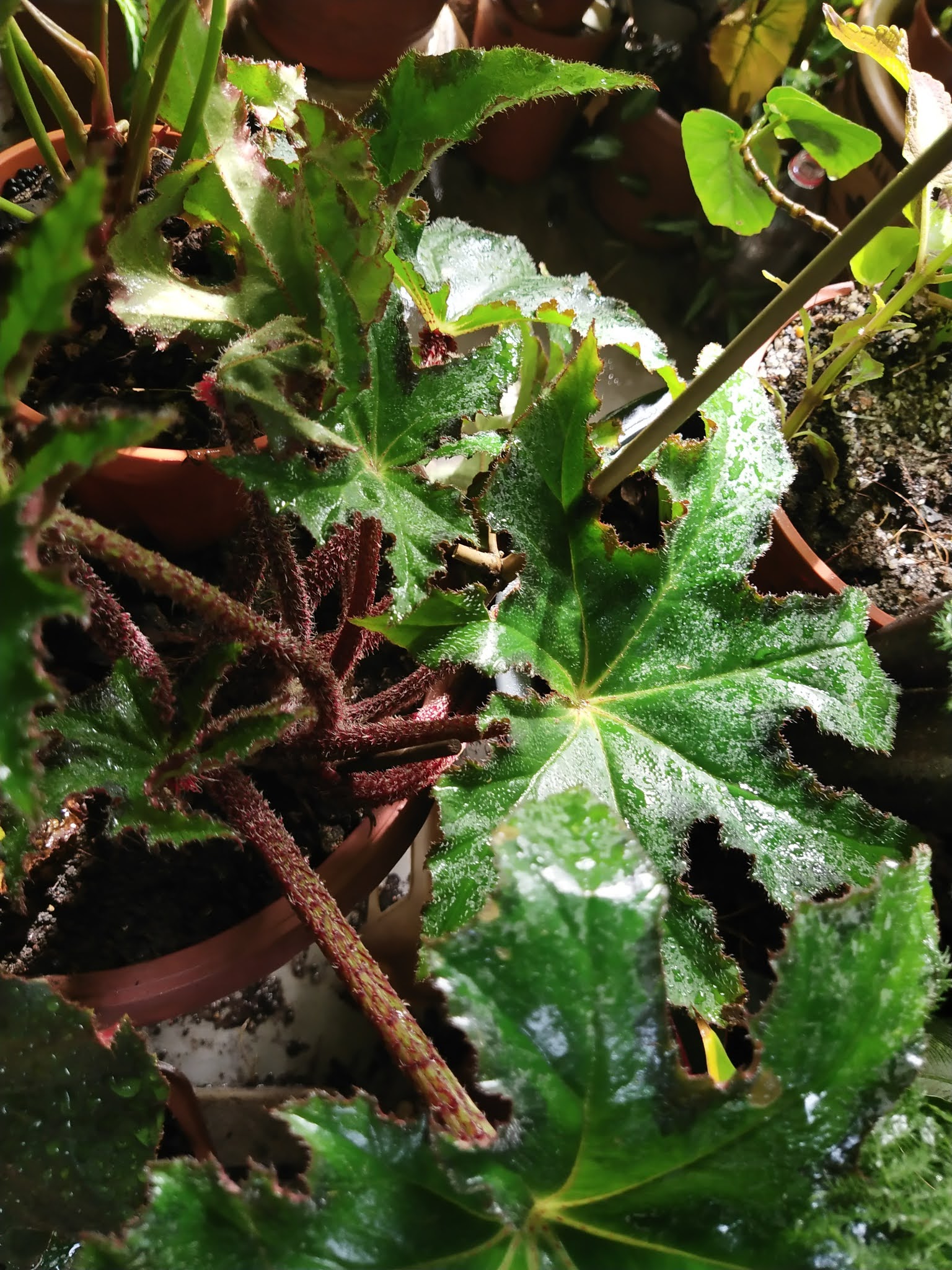 Garden Chronicles of James David: Star Begonia / Begonia heracleifolia ...