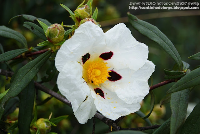 O CANTINHO DO JORGE: Flor da Esteva em Sampaio (Concelho de Vila Flor)
