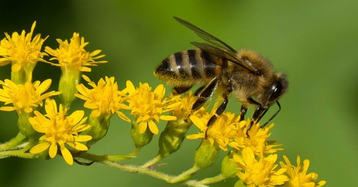 Shtepia e bletes Marku: Racat e bletëve në Shqipëri dhe në rajon!