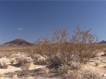 AdventsJournal: POHON DI TEPI AIR