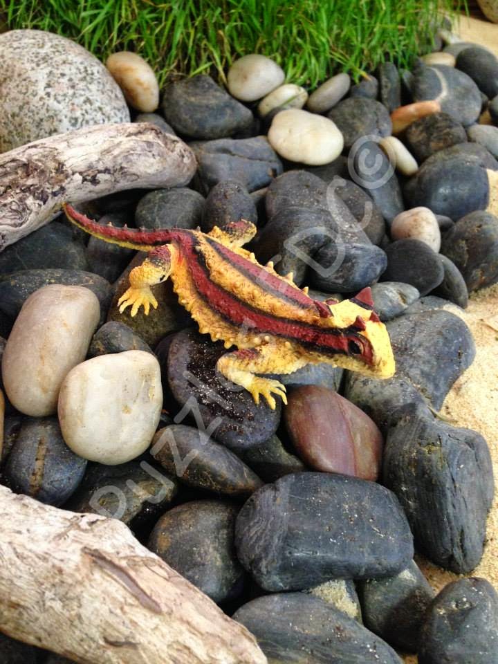 Learning and Exploring Through Play: Lizard Small World Play