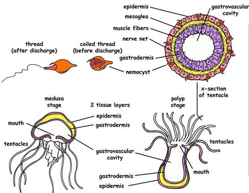 Blog de Biologia CMPA 201 2020: Material sobre animais (Zoologia ...