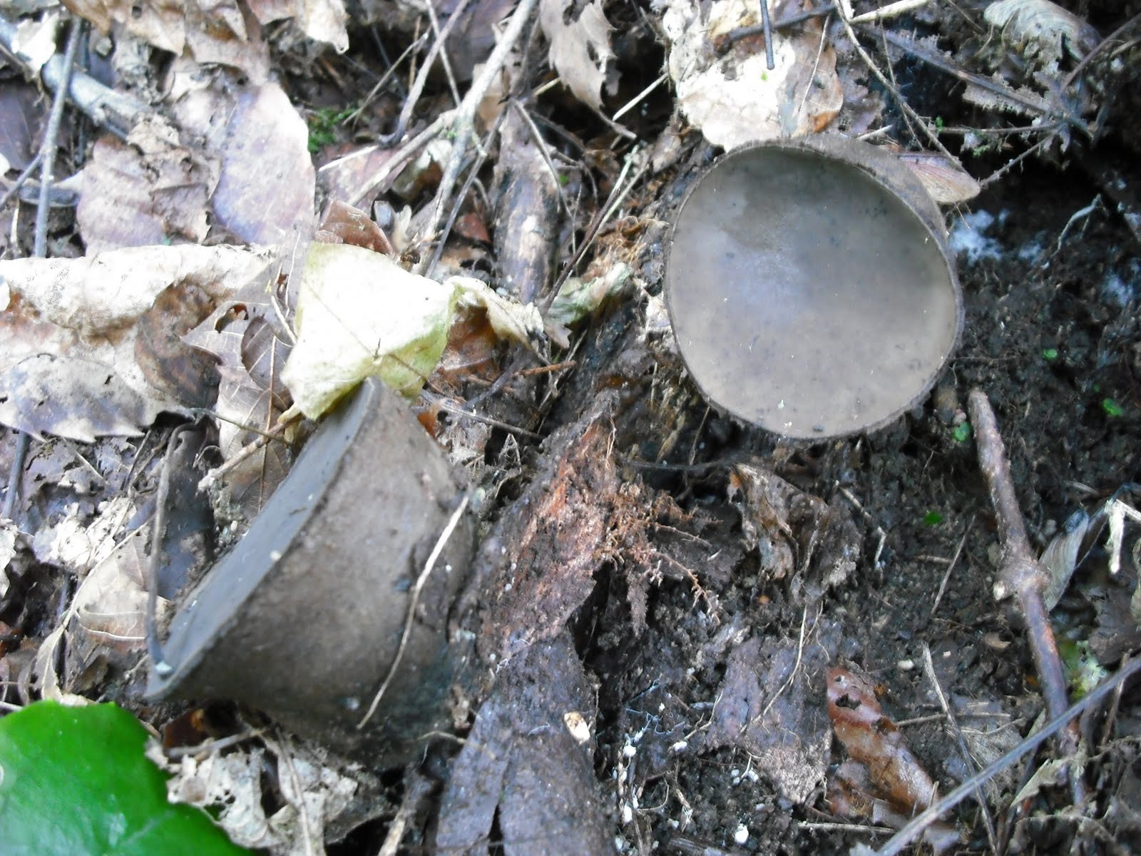 Hiroyuki's Blog on Japanese Cooking: Mushroom Hunting and the First ...