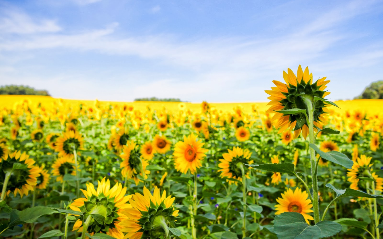 44 Sun Flowers High Resolution Stock Photo
