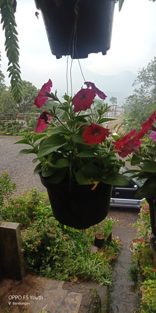 JUAL TANAMAN POT GANTUNG ~ SINOX NURSERY