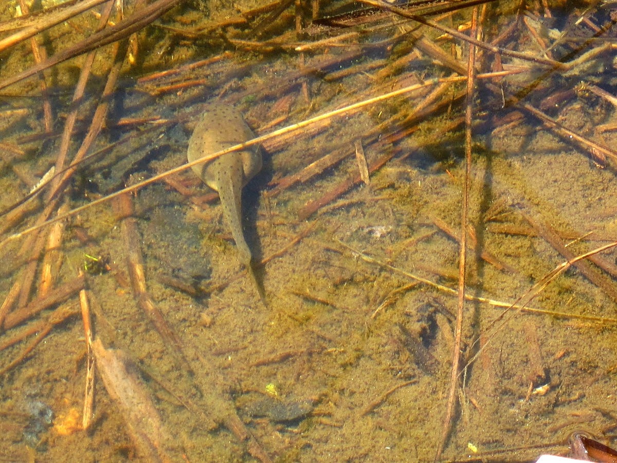 Gary's Outdoor Wanderings2: SEARCH FOR MAX PATCH