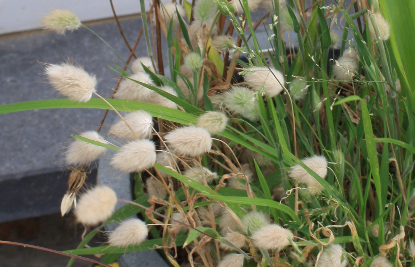 Jardin à Welekete: Lagurus Ovatus