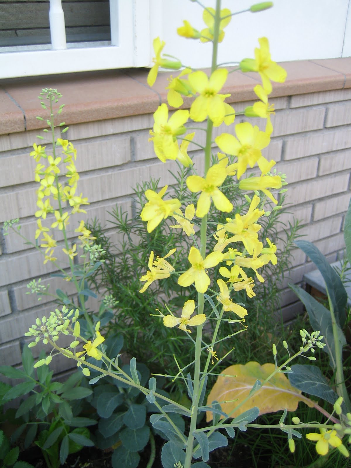 Blog de Dorisalon: La flor de col