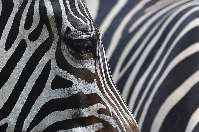 Do zebra stripes influence thermoregulation?