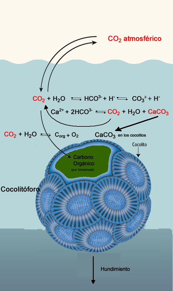 co2: Cocolitos en el mar