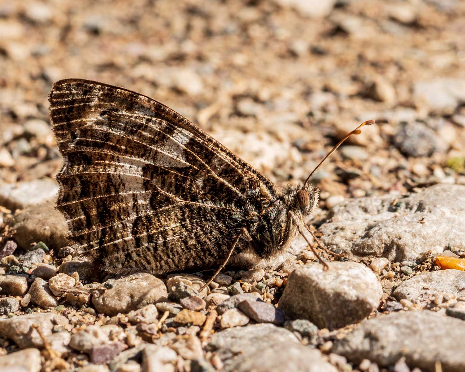 Phil Bishops Birding Blog: 2018