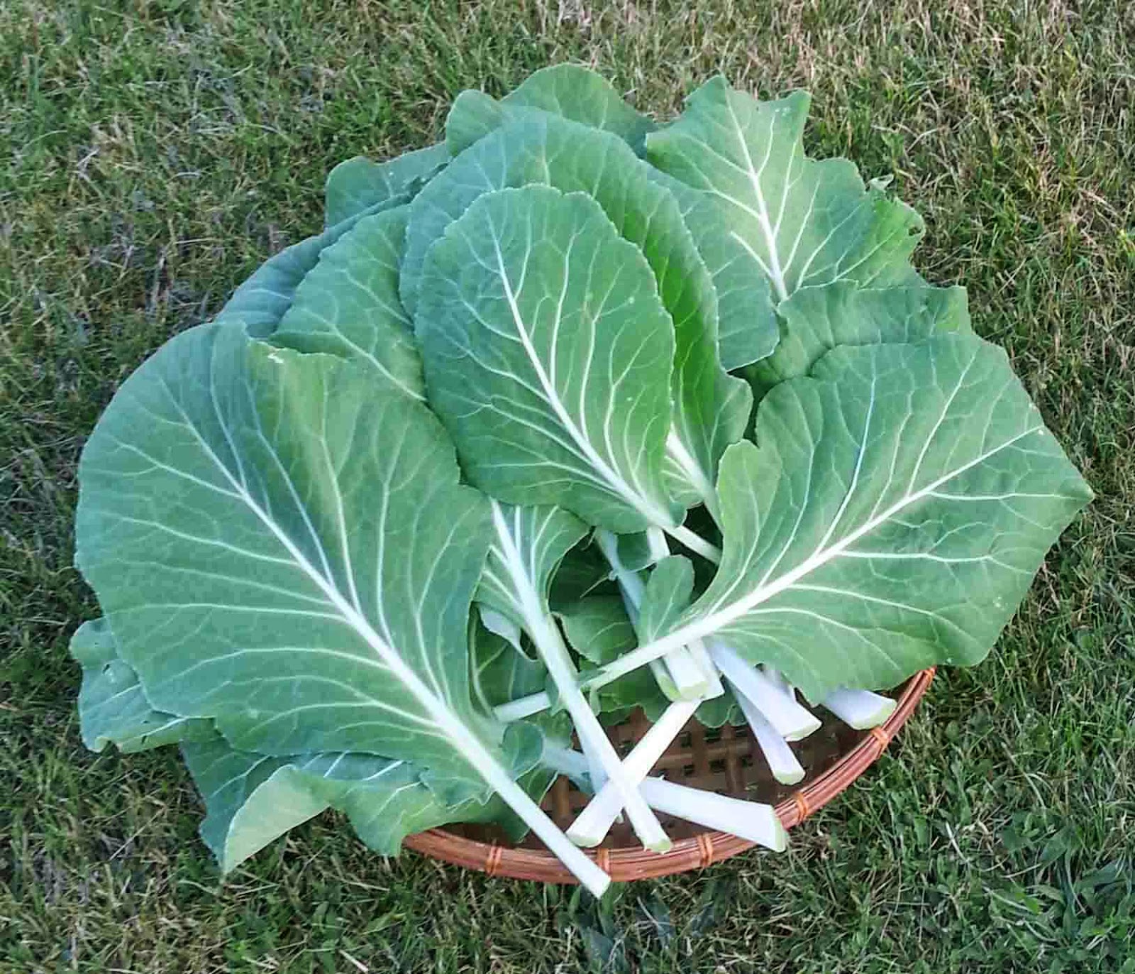 The Gardening Me: Harvest Monday - July 14, 2014