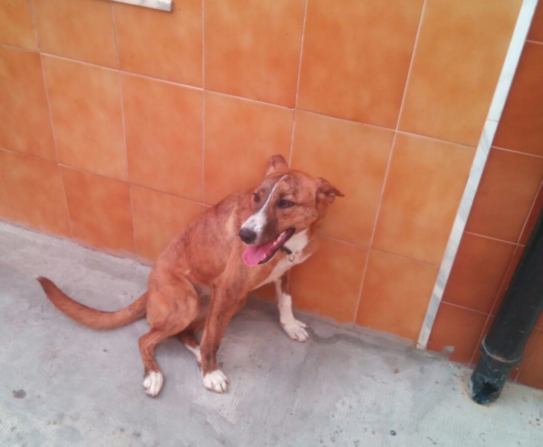 Policia Local Alcúdia de Crespins: PERRO EXTRAVIADO