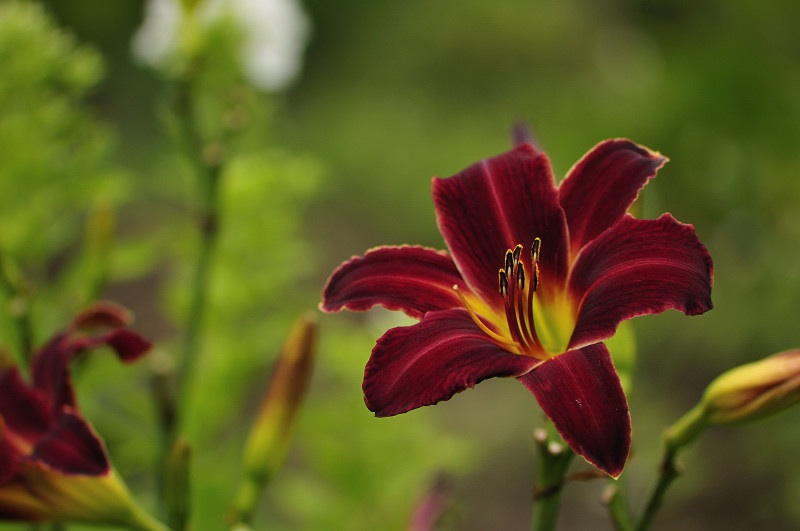 Jardin biologique l'Églantier: 2011