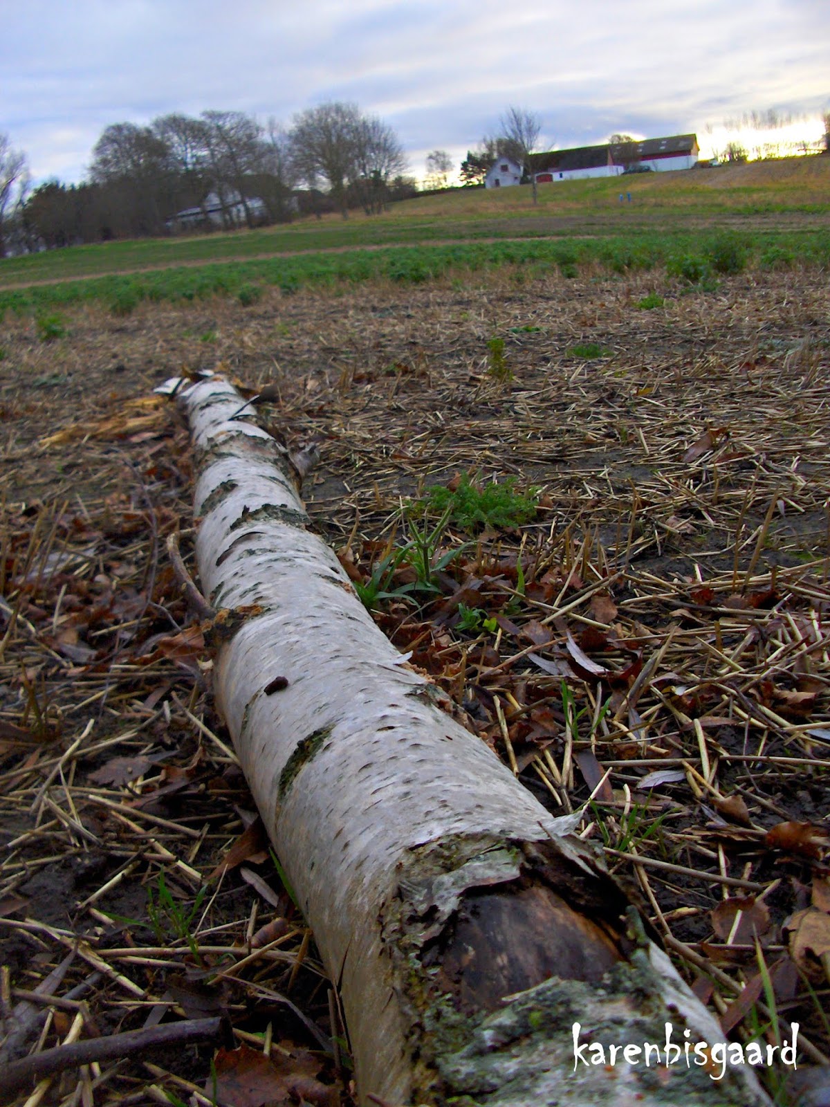 Karen`s Nature Photography: Fallen Decaying Birch Tree Trunk in Rural ...