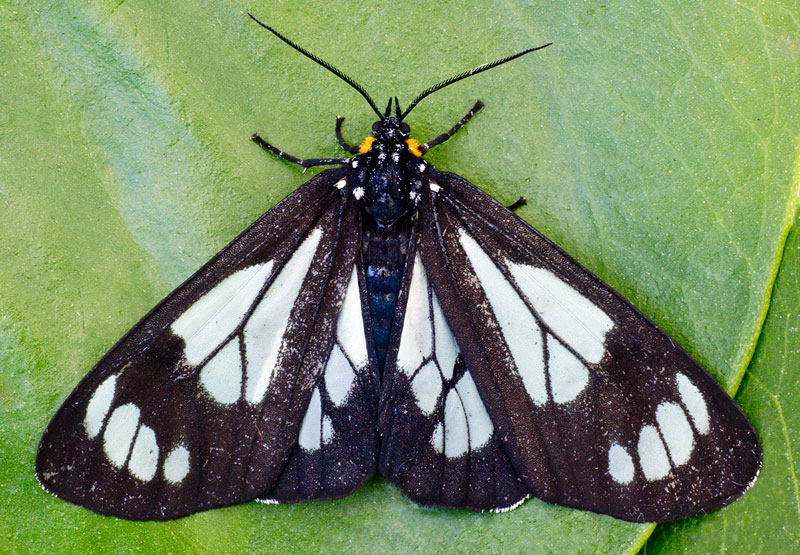 Ian Maton Nature Photography