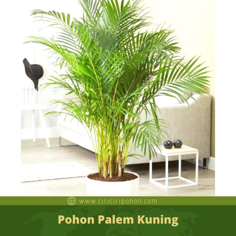 Ini Dia 4 Manfaat Pohon Palem Kuning Bagi Lingkungan - Ciriciripohon.com