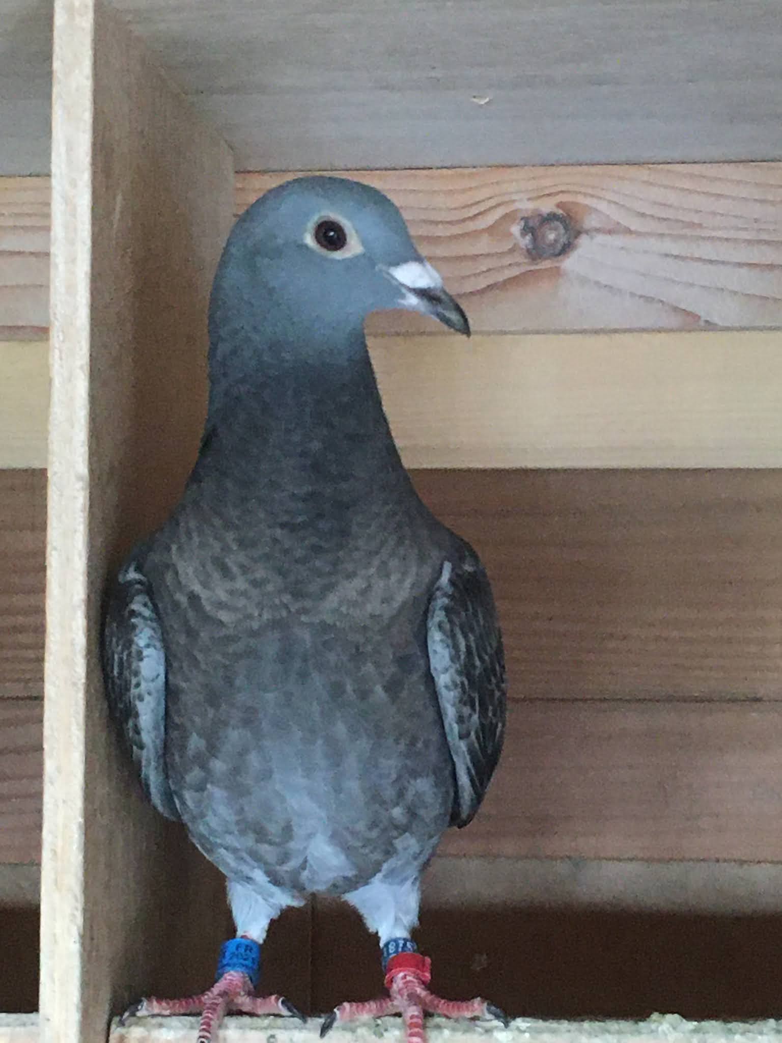 Elevage de pigeons voyageurs pour le grand fond des meilleures origines ...