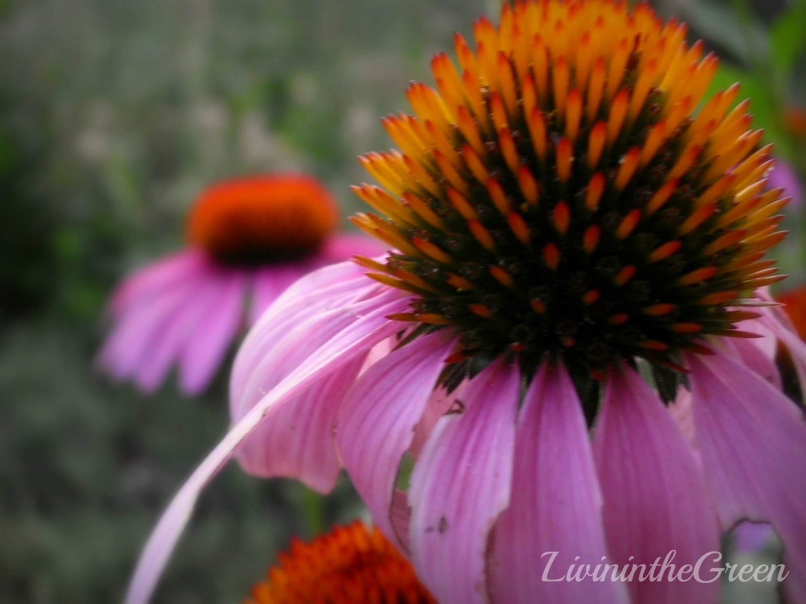 Livin' In The Green: Echinacea: 3 Reasons to Grow This Medicinal Flower