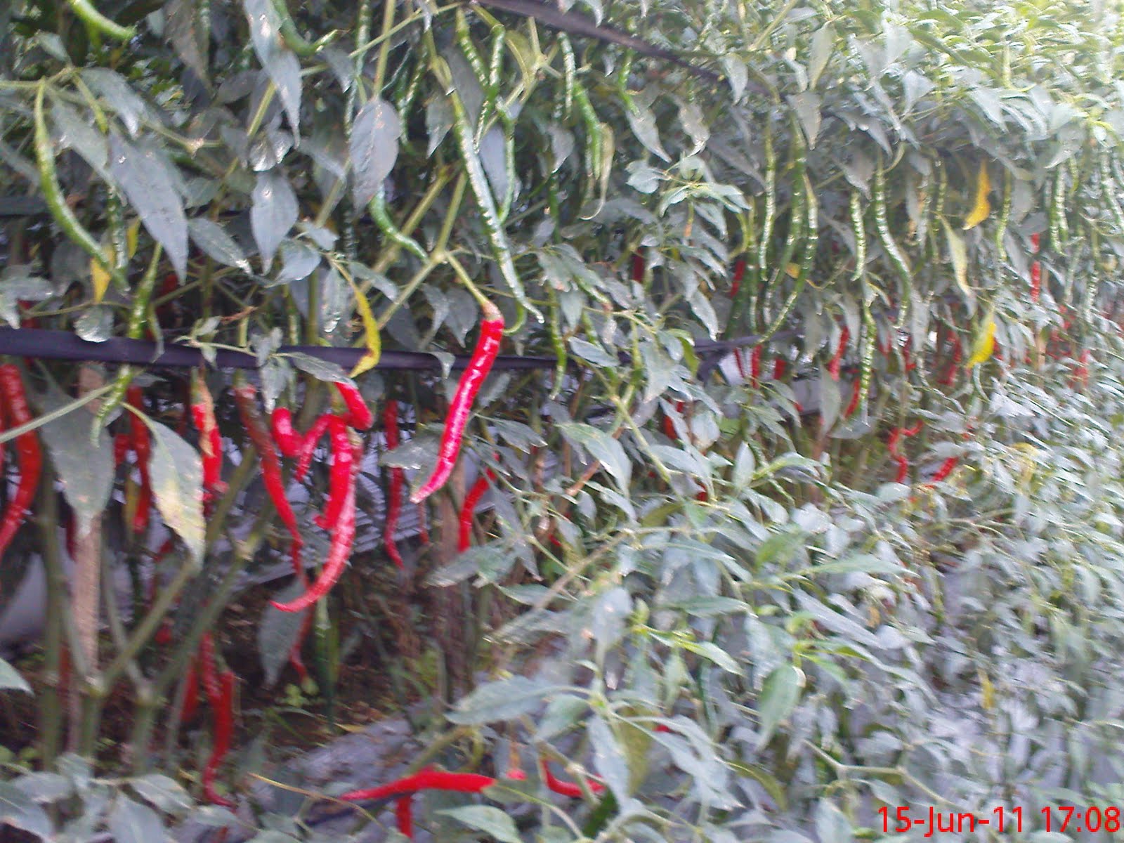 GAMBAR SUKSES BERCOCOK TANAMAN CABE | Tips Petani