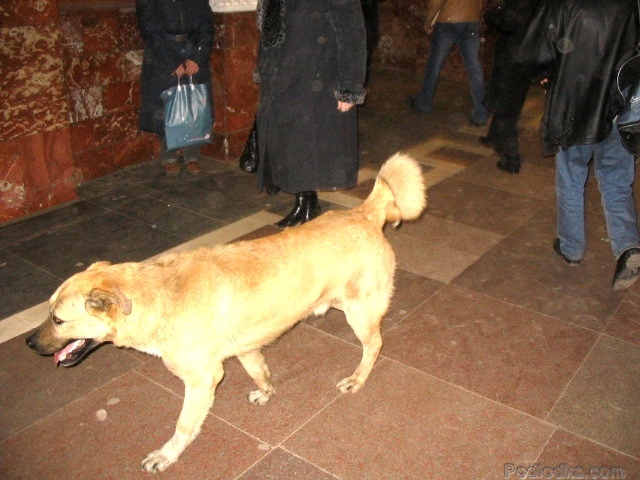 Working Service Dog Report: More Moscow Subway Dogs
