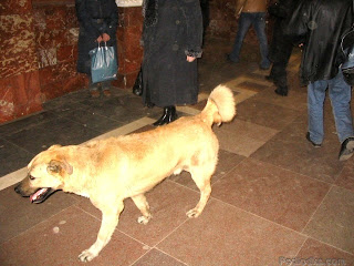 Working Service Dog Report: More Moscow Subway Dogs