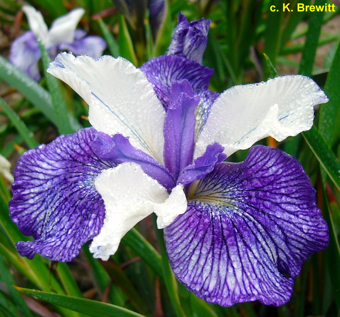 World of Irises: The American Iris Society Announces the 2021 Mitchell ...