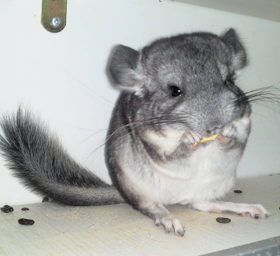 ČINČILA-chinchilla-ajde balkanci gajite krmad, manite se činčila ...