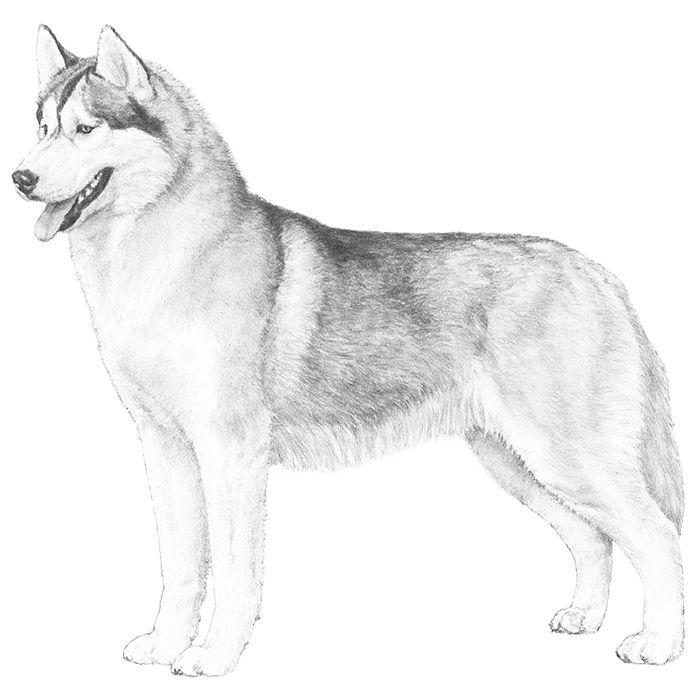 Estándar FCI Husky ~ Diario de Hyôga, un Husky Siberiano